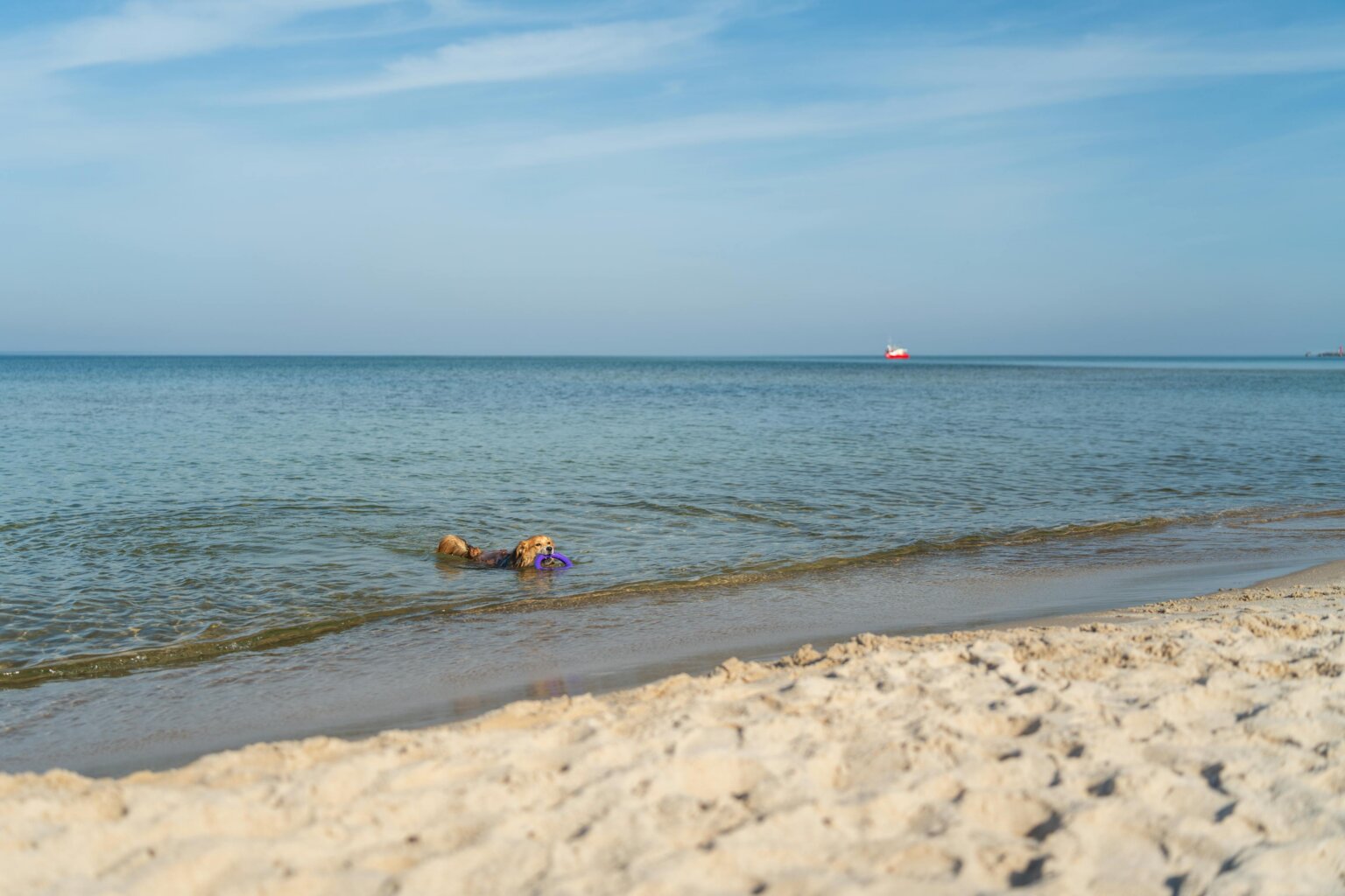 Open-Water Ostsee: Wasserqualität, Algen, echte Temperaturen